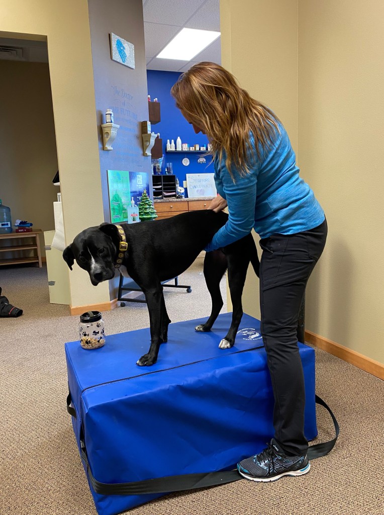 Animal Chiropractor in New Berlin WI | Veterinary Chiropractic Care ...